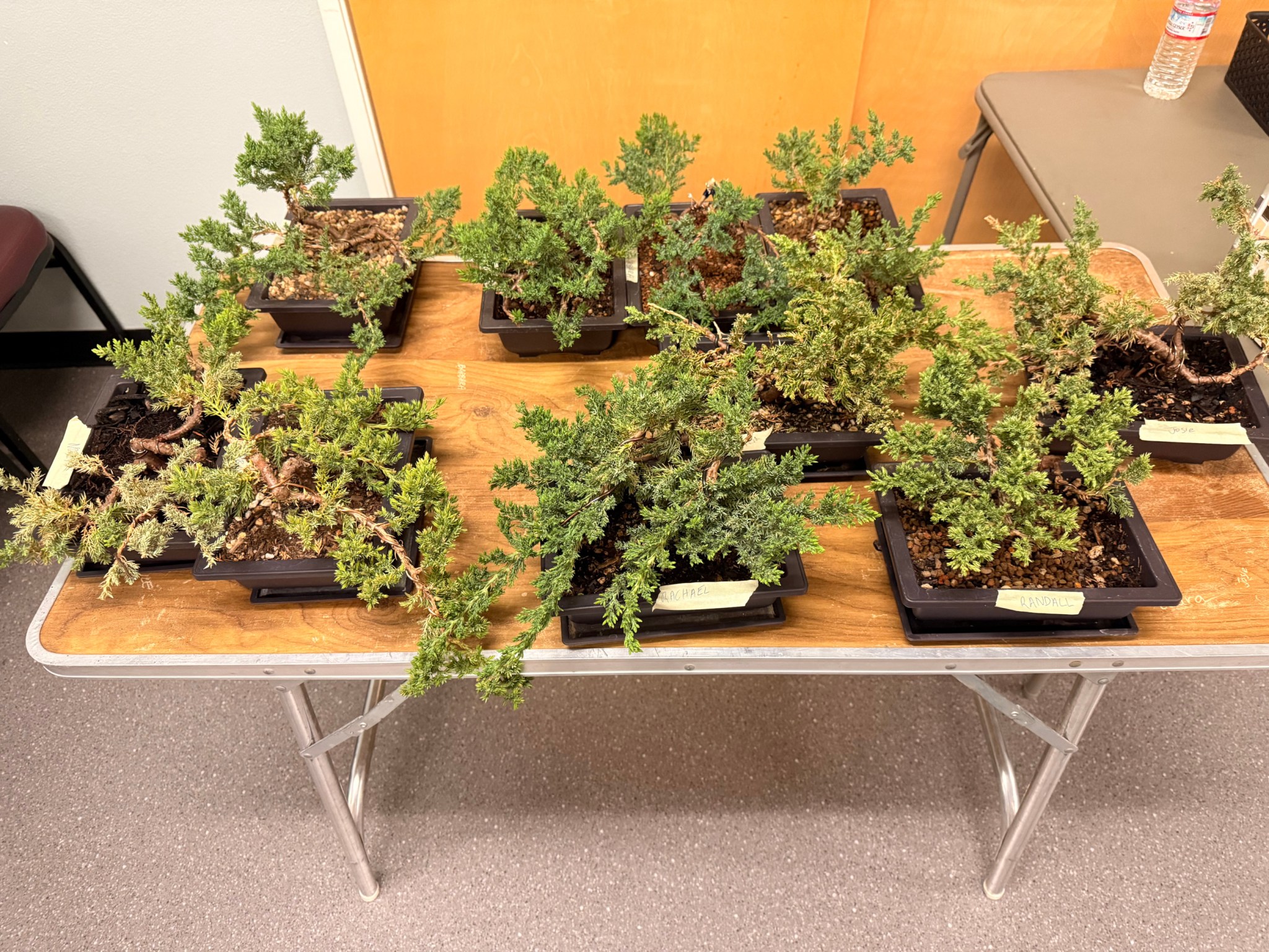 Rain Shadow Bonsai Club: June 2026 – Rain Shadow Bonsai